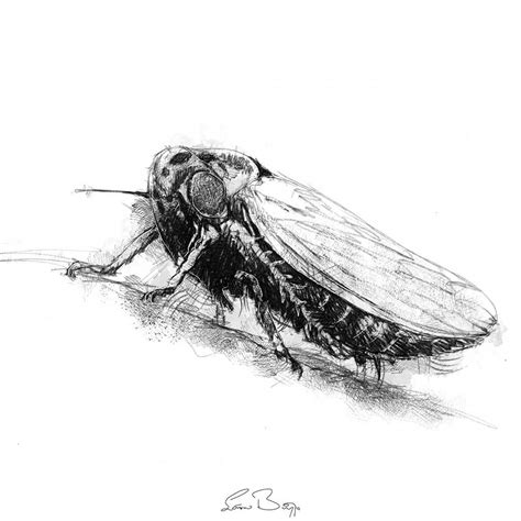 Leafhopper Sketch Seanbriggs Fine Art Drawing Drawing Illustrations Sketches