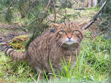 Saving Wildcats Is Looking For An Ex Situ Data Volunteer Saving Wildcats