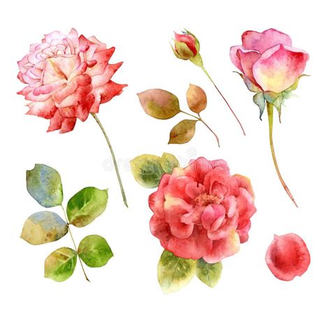 Flor Conjunto De Rosas Acuarelas Dibujadas a Mano Stock de ilustración