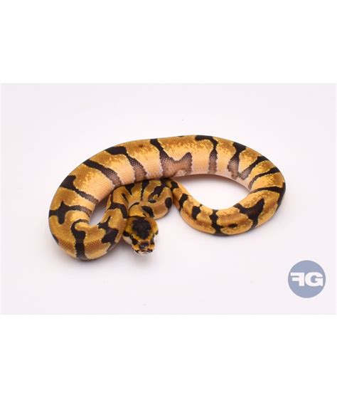 Super Enchi Het Dg Mâle Python Regius