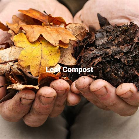 Leaf Mould Compost 2 Kg Pack Organica
