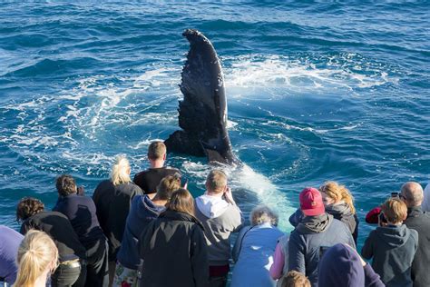 Whale Behaviours | Visit Fraser Coast