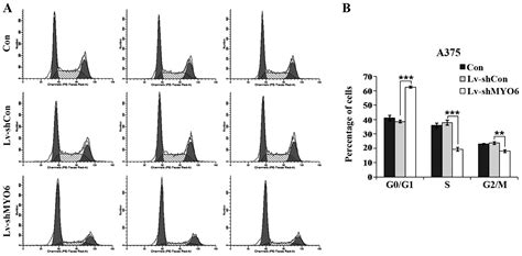 Knockdown Of Myosin VI By Lentivirus Mediated Short Hairpin RNA