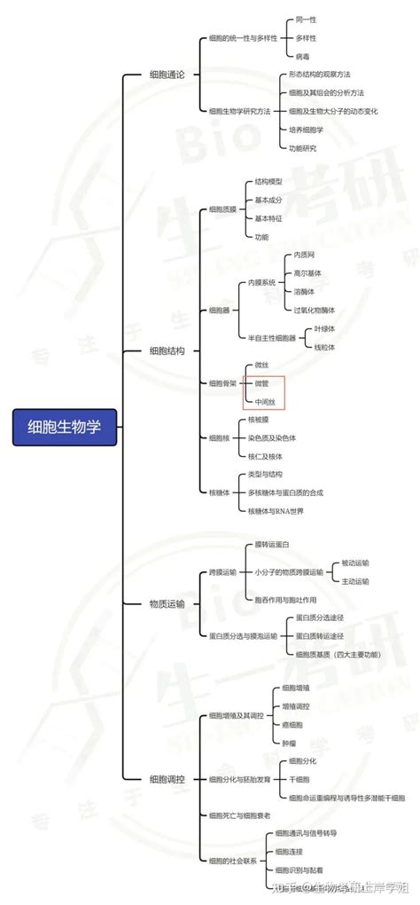 细胞生物学考研 思维导图带背之 细胞骨架微管中间丝 知乎