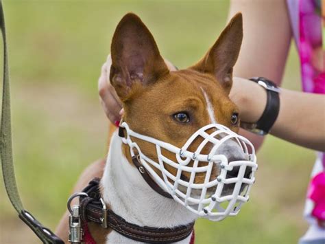Habituer Son Chien à Porter Une Muselière