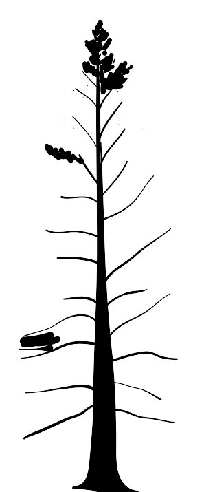 Home Cedar Tree Massage Therapy