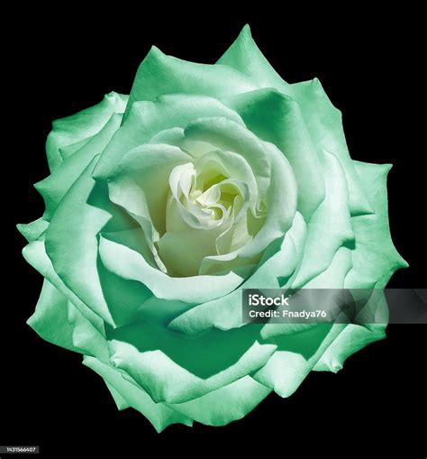 클리핑 경로가있는 검은 색 고립 된 배경에 녹색 장미 꽃 근접 촬영 디자인을 위해 자연 0명에 대한 스톡 사진 및 기타 이미지 Istock