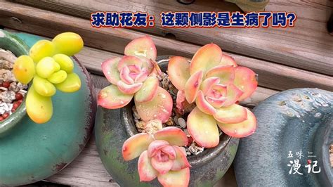 逐盆看看中间两个花架的多肉，新老品种；这颗侧影外层叶片是生啥病了？｜多肉植物 Youtube