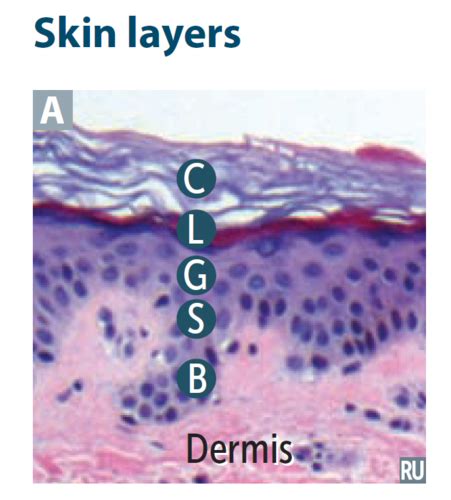 Connective Tissues Epithelial Tissues And Integumentary System Flashcards Quizlet