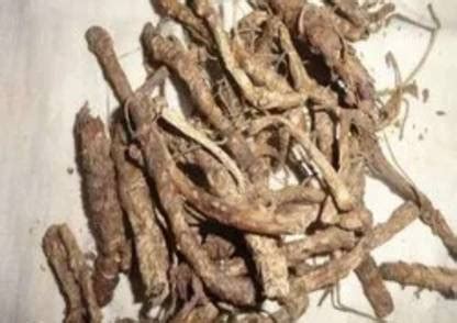 Naturewave Kedar Kadvi Jadd Kutki Root Katuka Rohini Katuki