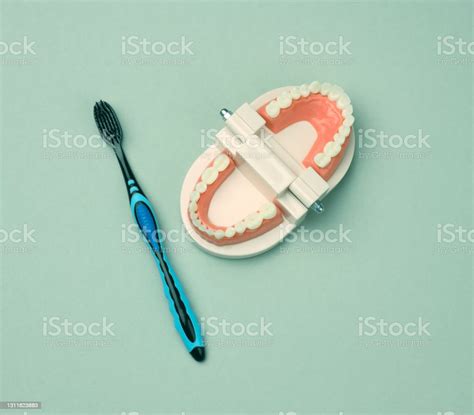 녹색 배경에 흰색 치아와 칫솔이있는 인간의 턱의 플라스틱 모델 0명에 대한 스톡 사진 및 기타 이미지 0명 개념 건강