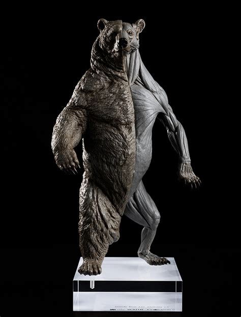 Grizzly Bear Muscles