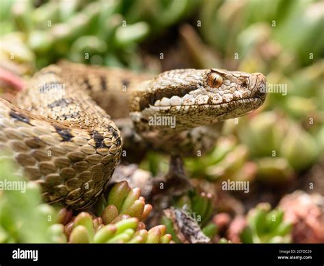 Python Snake Curled On Ground Stock Photo Alamy