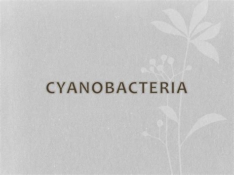 Cyanobacteria Details Of Structure And Importance Ppt