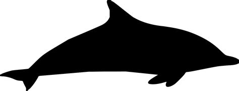 Delphinus Capensis By Chris Huh Cc By Sa 3 0 Phylopic