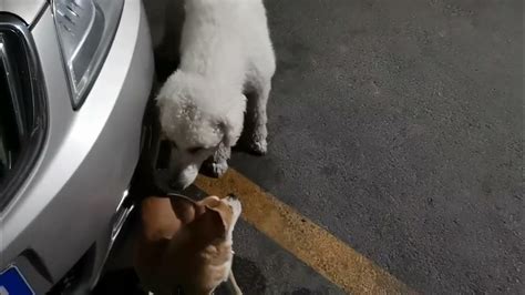 小豆子病重前最后一次和自己的朋友们见面，愿他日病魔永不相见 Youtube