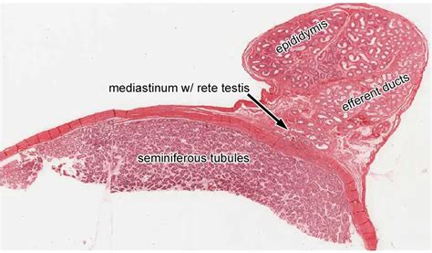 Difference Between Seminiferous Tubules And Leydig Cells Relationship
