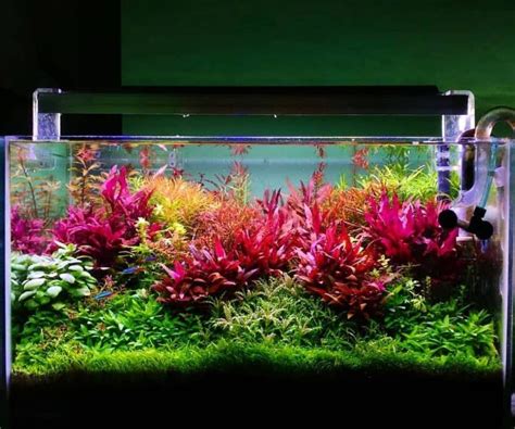 Planted Aquarium 101 Easy Diy Guide To Creating Your Own