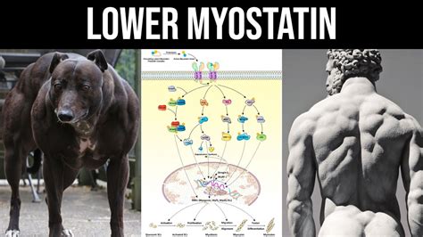 How To Lower Myostatin Naturally To Unlock More Muscle Growth