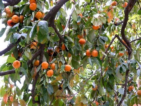 David Holmgren On Tree Crops Milkwood Permaculture Courses Skills