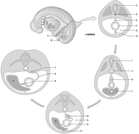 Embryology 5 Diagram Quizlet