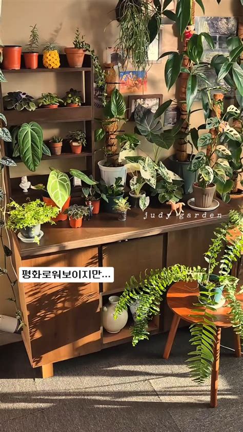 쥬디의 집콕가드닝🌿 결국은 독감 🤣 감기로 고생하다가 엊그제 병원에 갔더니 의사선생님이 열이 있냐고 묻는거예요 저는 열이 나본 적이 별로 없어서 제가 열이 나는지도