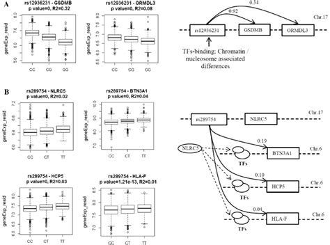 Genotype Specific Gene Expression And A Proposed Schematic Of Master Download Scientific