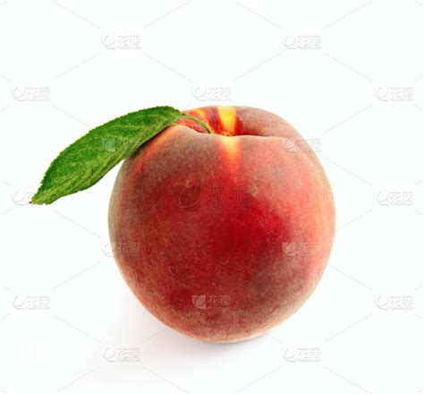 桃 清新 一个物体 熟的 油桃 水平画幅 素食 无人 生食 夏天