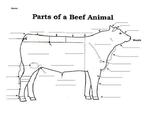 Beef Cattle Anatomy Diagram Quizlet