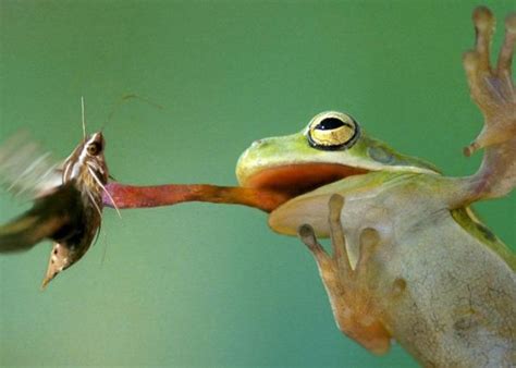 CaracterÍsticas De Las Ranas Hábitat Reproducción Y Alimentación