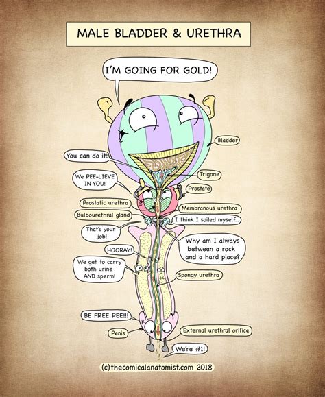 Male Urethra The Comical Anatomist Medical School Humor Medical