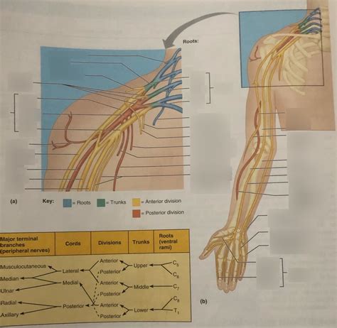 Brachial Plexus Diagram Quizlet