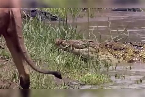 狮群水边捕猎野牛，不料鳄鱼打起了主意，镜头拍下惊险过程狮群鳄鱼野牛