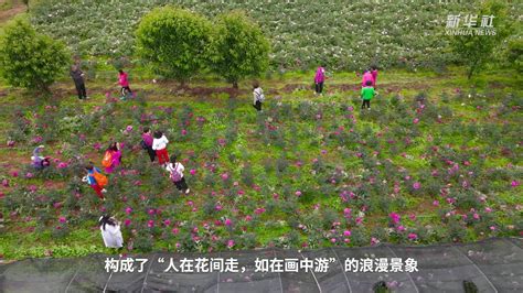 云南洱源：芍药花开 赏采两忙凤凰网视频凤凰网