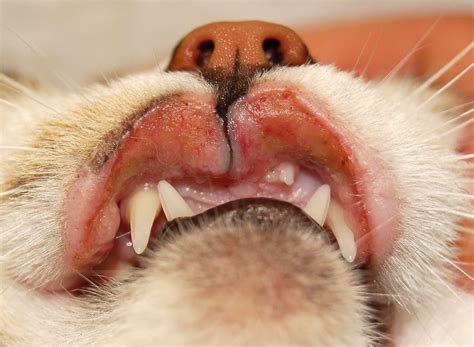 Food Allergy Causes Lip Swelling In Cats