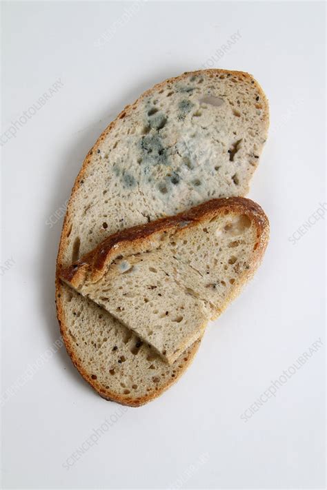 Moldy Bread Stock Image F0314263 Science Photo Library
