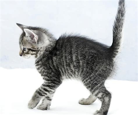 Understanding Your Cat Through Body Language Hartz