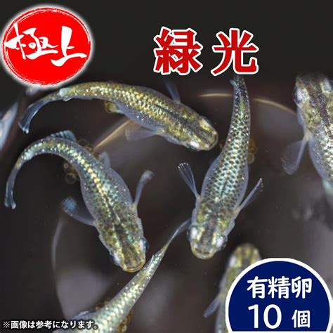 【楽天市場】メダカ 【緑光 有精卵10個】 めだか 緑光メダカ 緑色 めだかの有精卵 たまご タマゴ 卵 透明鱗 淡水魚 観賞魚 生体 販売