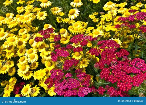 Fiori Gialli E Rossi Del Prato Immagine Stock Immagine Di Flora