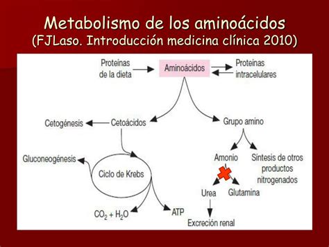 PPT Fisiopatología del metabolismo de los aminoácidos y proteínas