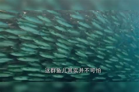游客在海里游泳突然游来一群黑色生物看清后连忙上岸 游泳 上岸 海里
