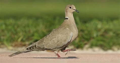 Difference Between Male And Female Mourning Dove