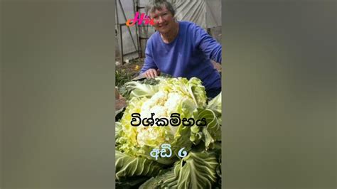 ලෝකේ ලොකුම මල් ගෝවා ගෙඩිය අම්මෝ බලන්නකෝ Youtube