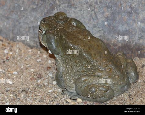 North American Colorado River Toad Incilius Alvarius A K A Sonoran