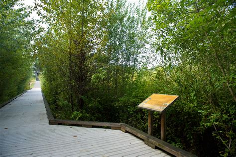 Uw Bothell Wetlands Wetland Beautiful Sidewalk