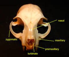 Cat Skull Flashcards Quizlet