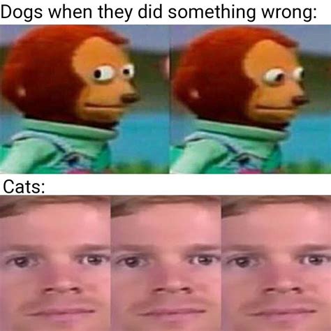 Damn Cat Rmemes