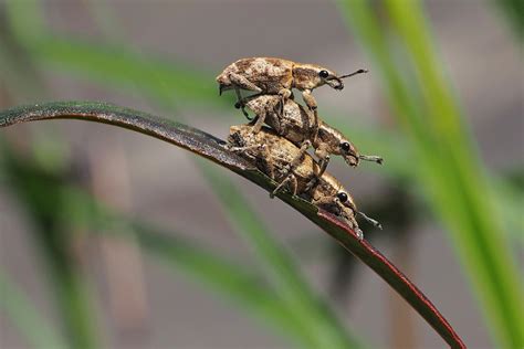 Premium Photo Close Up Of Insect On Plant On Mating Process