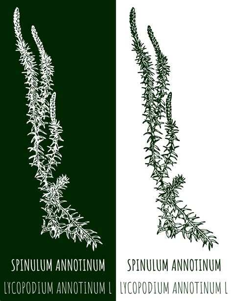 Drawings Spinulum Annotinum Hand Drawn Illustration Latin Name