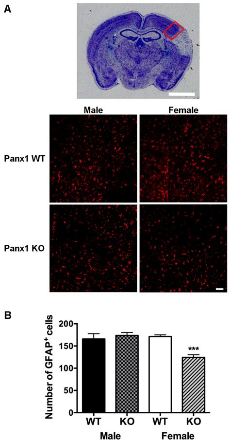 Astrocyte Reactivity Is Reduced In Female But Not In Male Panx1 Ko Download Scientific Diagram